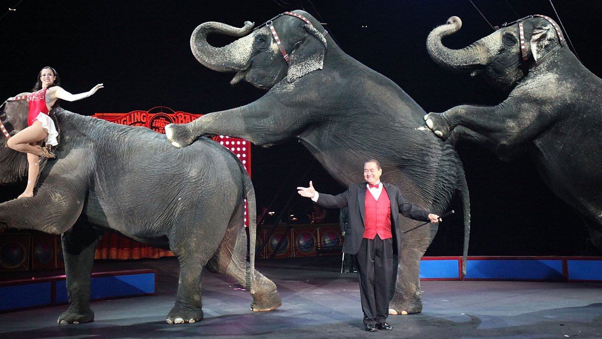 ‘Greatest Show on Earth’ Circus May Return Without Animals – NBC ...