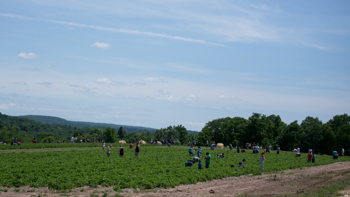 ‘Pick Your Own’ Season About to Pick Up at Local Farms – NBC Connecticut