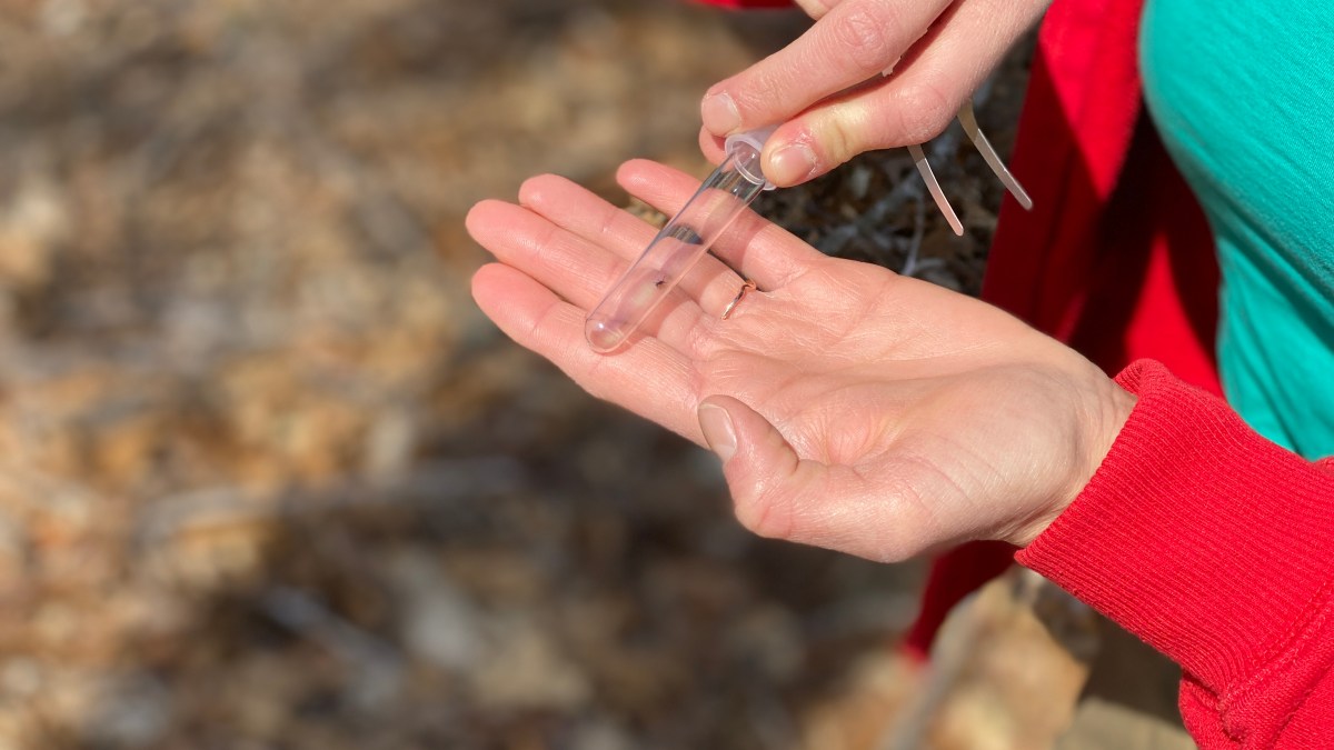 First Statewide Tick Study Finds Lyme Disease in Half of All Deer Ticks ...