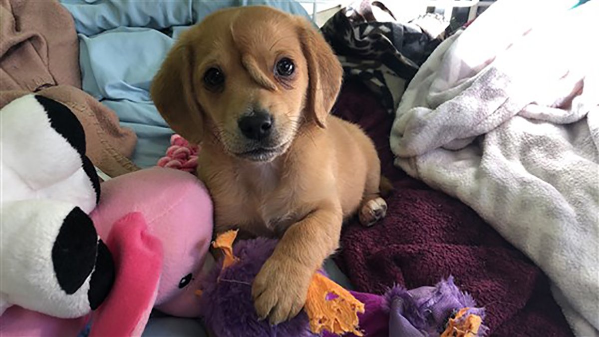 ‘Unicorn Puppy’ Will Stay With Missouri Rescue Mission – NBC Connecticut