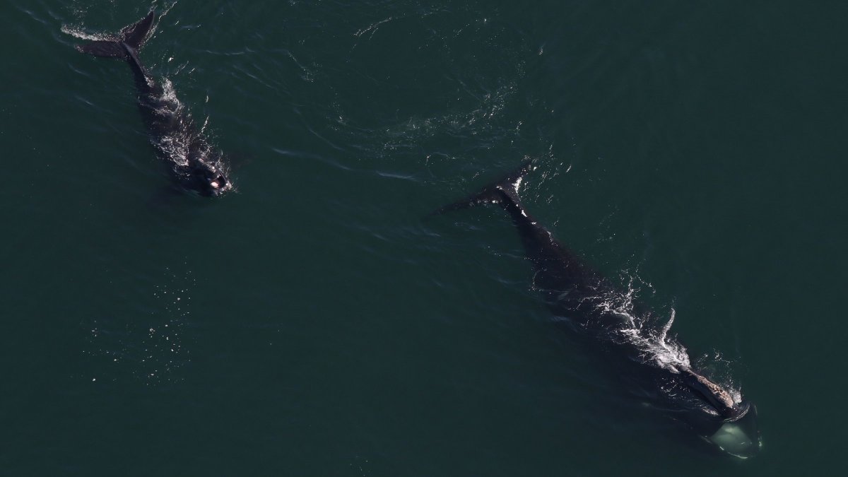 North Atlantic Right Whales Just One Step Away From Extinction – NBC ...