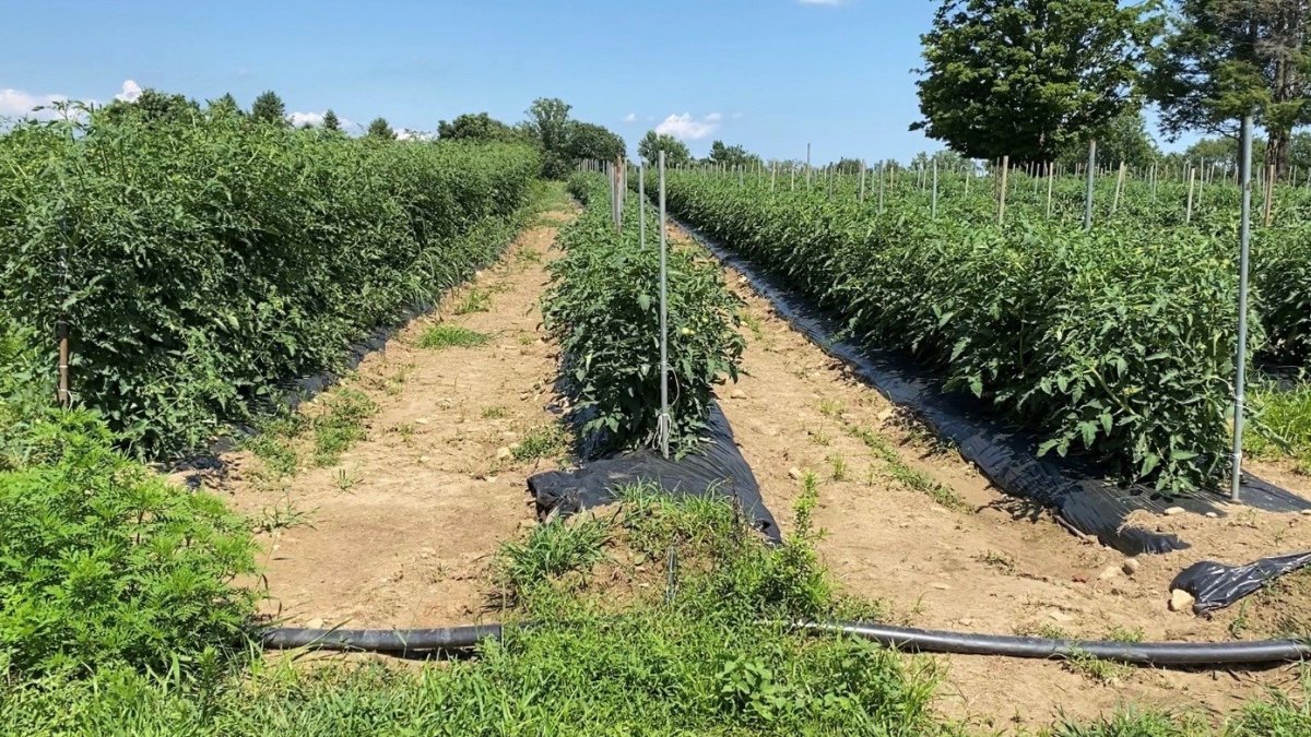 Dry, Hot Weather Impacting Local Crops – NBC Connecticut