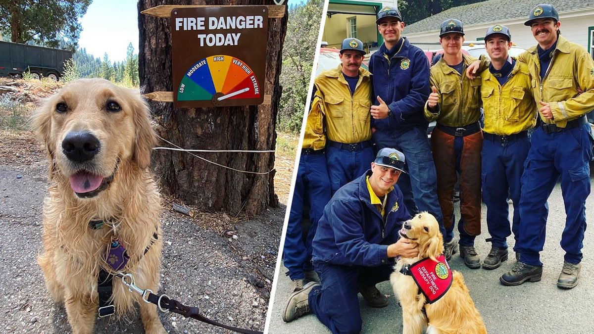 Kerith the Golden Retriever Is Offering Comfort to California ...