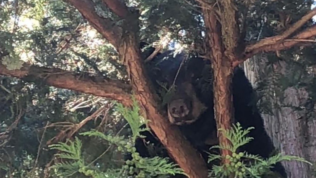 Uptick in Bear Break-ins Across Connecticut – NBC Connecticut