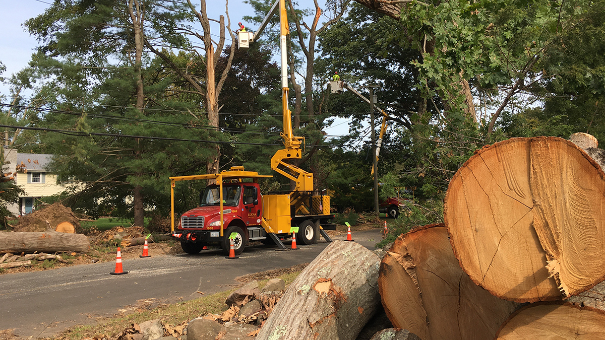 Eversource to Remove Thousands of Damaged Trees – NBC Connecticut