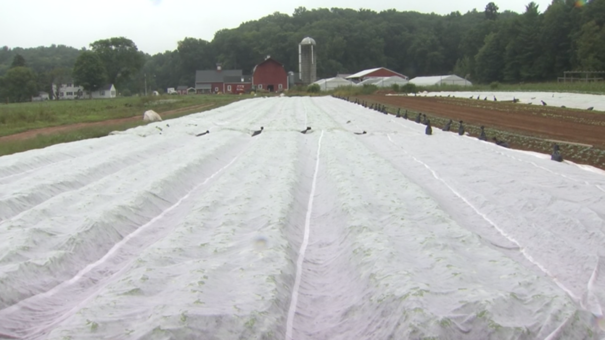 Local Farmers Are Getting Creative Amid Climate Change – NBC Connecticut