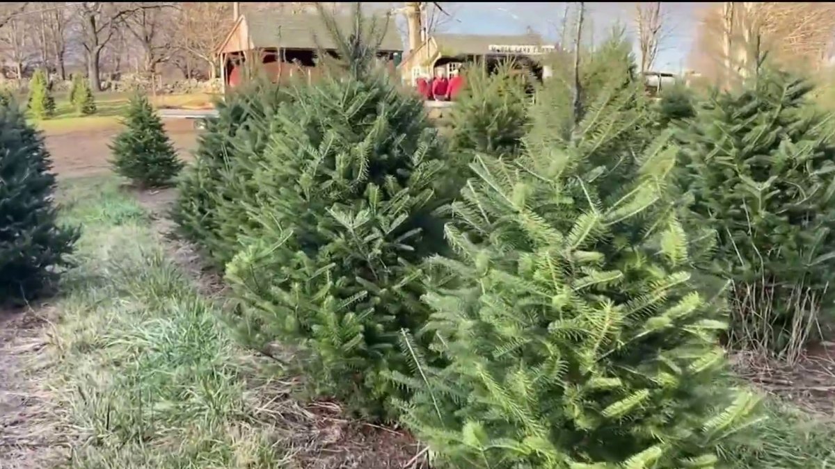 Drought Could Affect Christmas Tree Crop – NBC Connecticut