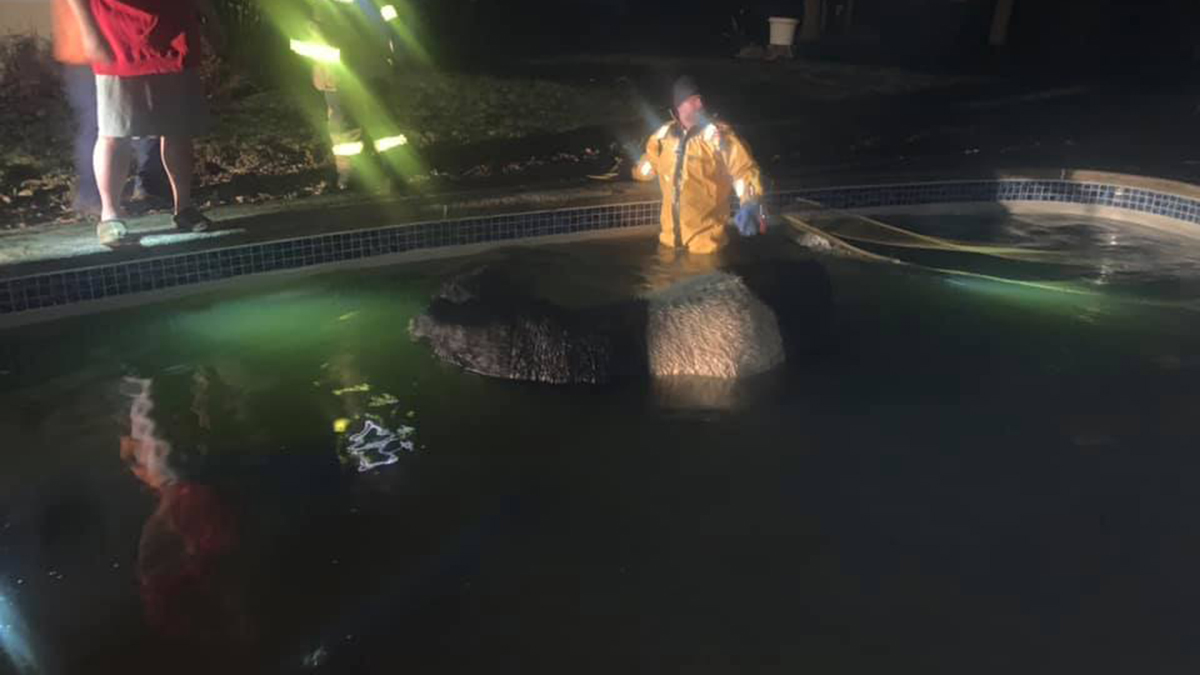 Cow Rescued After Fall Into Swimming Pool in Bethlehem – NBC Connecticut