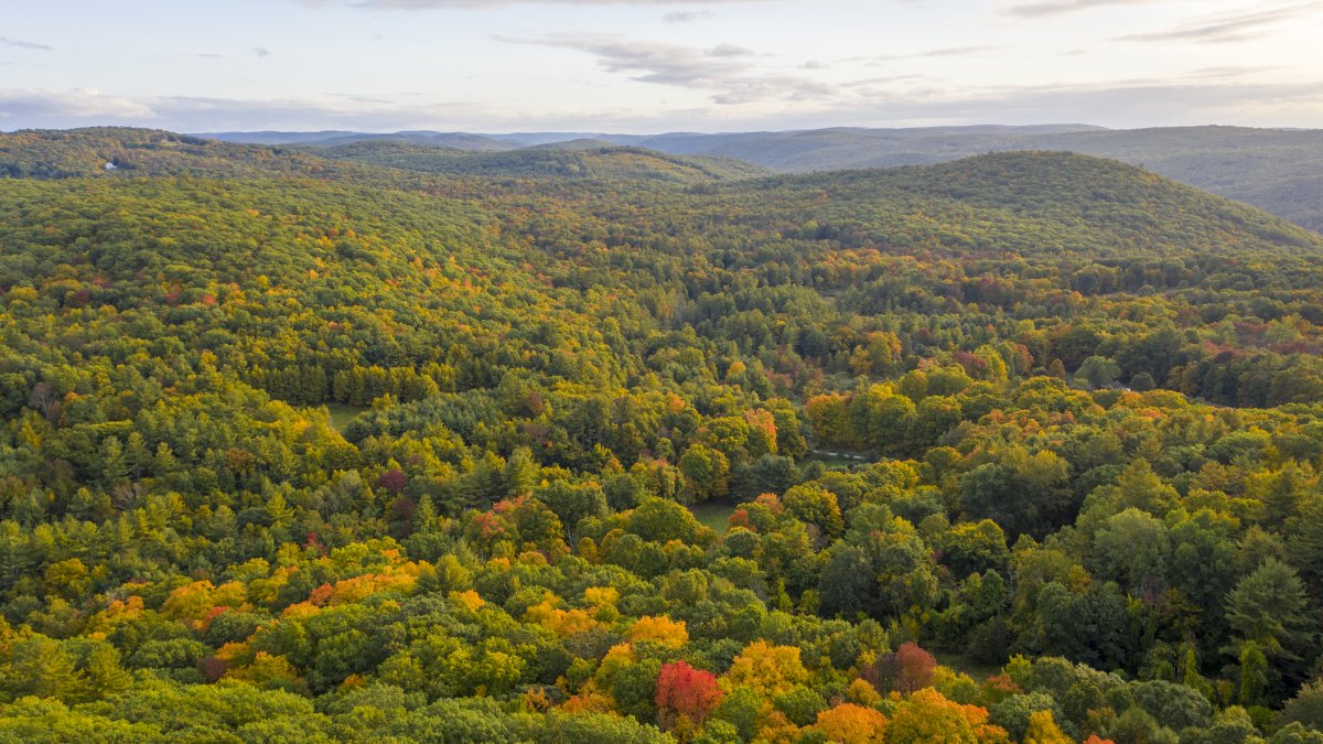First Memorial Forest on East Coast Is Coming to Connecticut – NBC ...