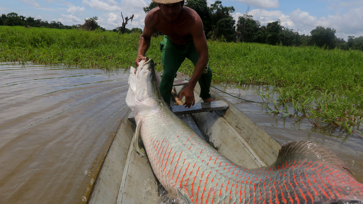 New Florida Invasive Species A 10 Foot Long River Monster NBC new-florida-invasive-species-a-10-foot-long-river-monster-nbc