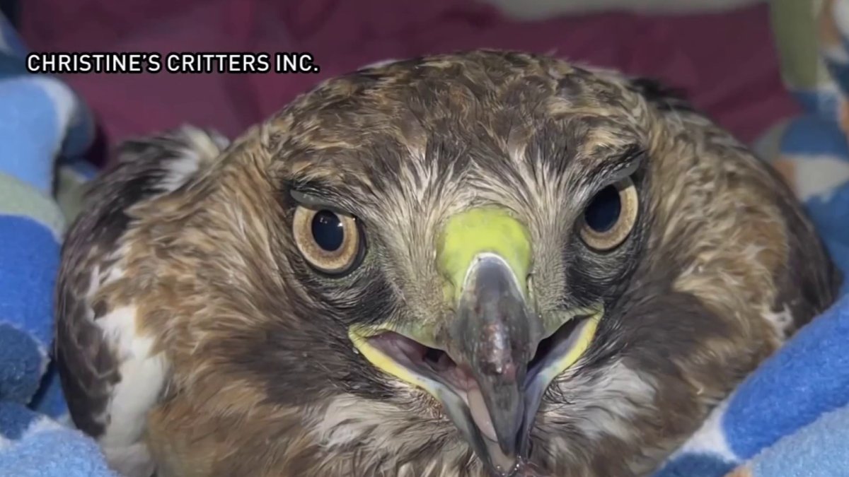 Hawk Shot With Arrow Now Recovering Thanks to Rehabbers – NBC Connecticut
