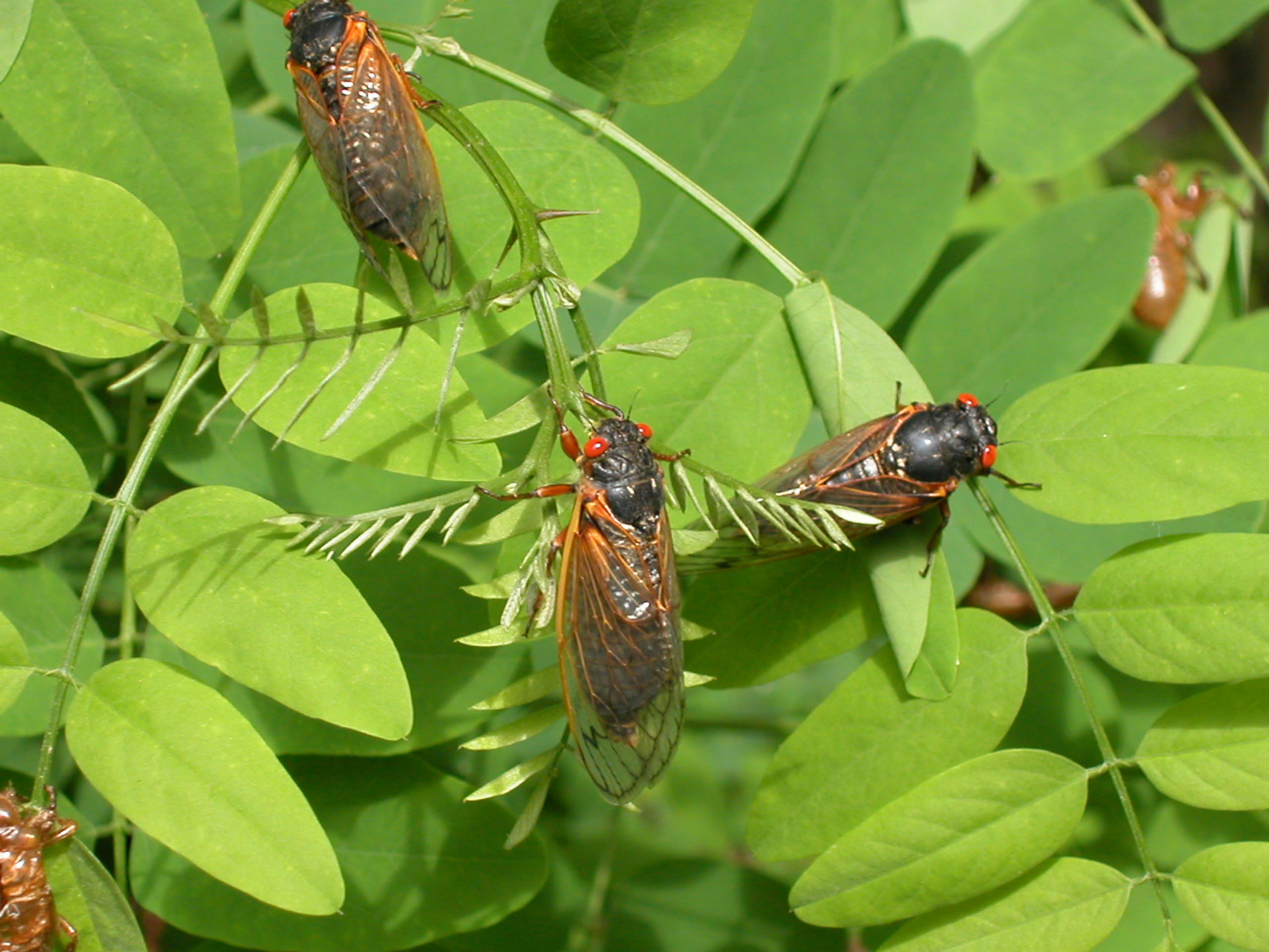 How Long Will Brood X Cicadas Last? 17-Year Cicada FAQ – NBC Connecticut