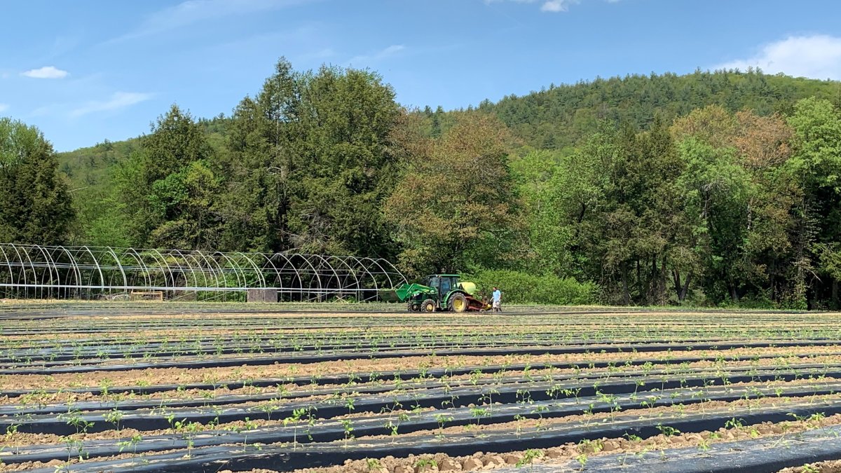 Local Farmers Are Adapting Amid Climate Change – NBC Connecticut