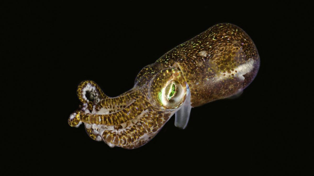 NASA Sends Dozens of Baby Squid From Hawaii to Space for Research – NBC ...