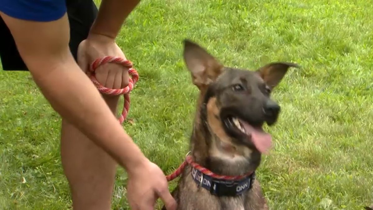 Missing Newington Dog Found After 80 Days – NBC Connecticut