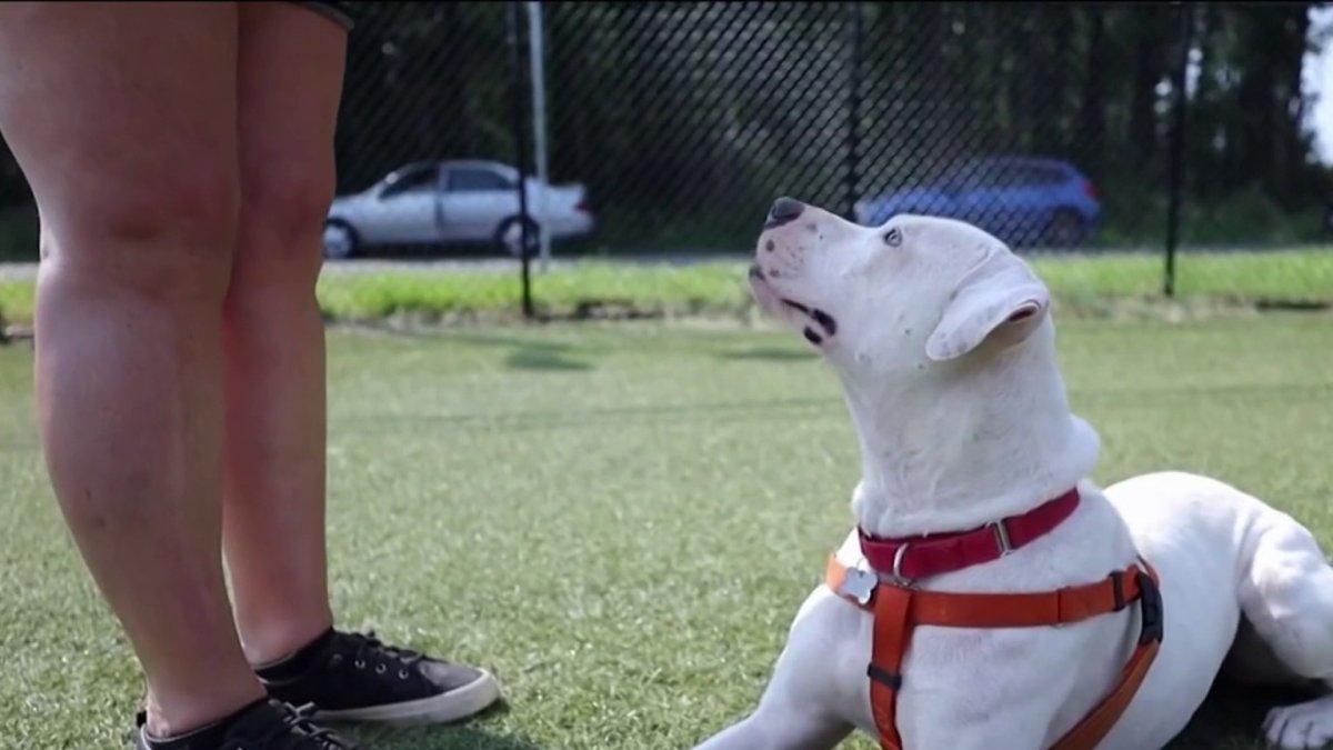 Dog Star Rescue in Bloomfield Making a Difference for Rescued Dogs ...