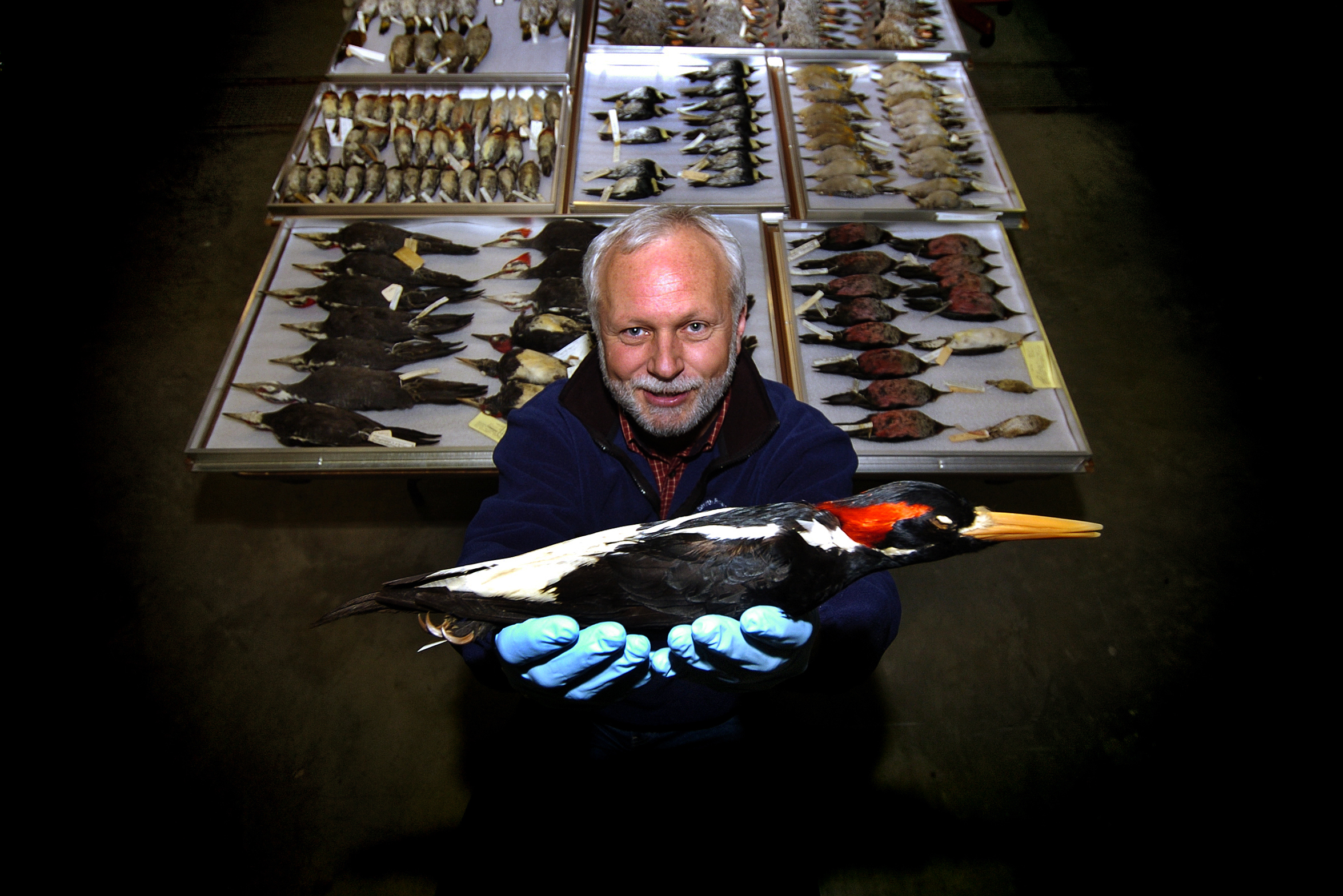 US Declares Ivory-Billed Woodpecker, 22 Other Species Extinct – NBC ...