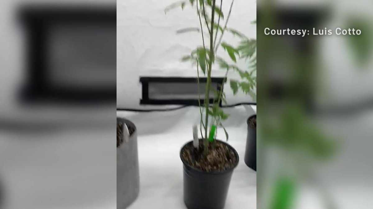 A Look at a Cannabis Home Grow Setup – NBC Connecticut