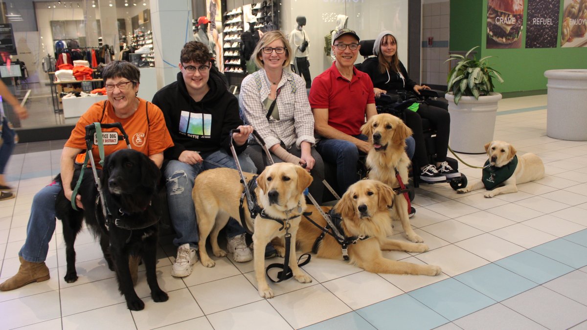Graduating Class of Service Dogs Is Changing Lives – NBC Connecticut