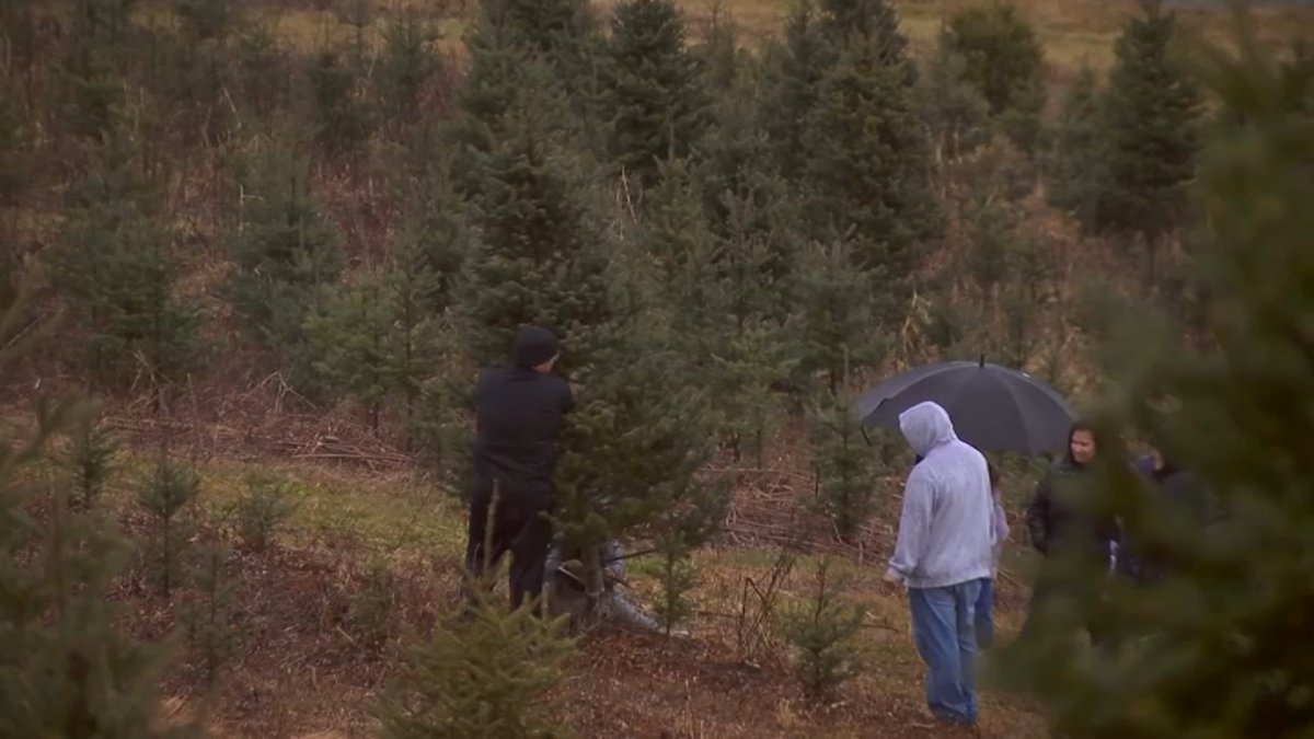 Holiday Rush Begins at South Windsor Christmas Tree Farm – NBC Connecticut