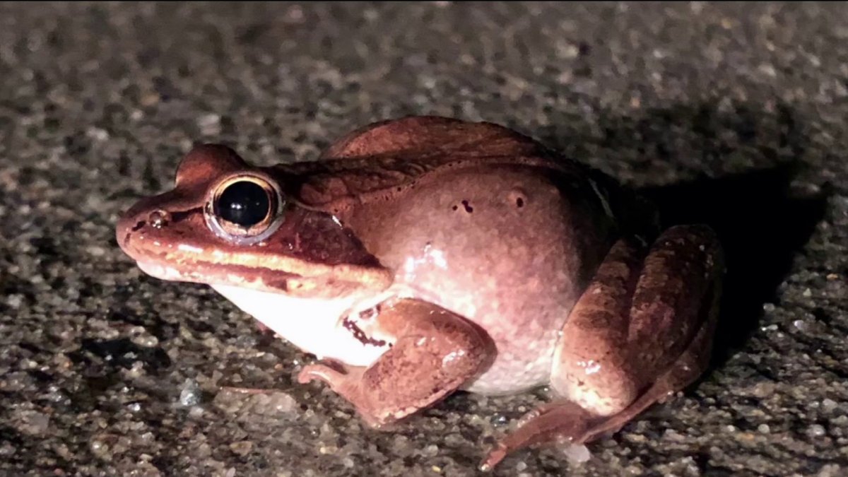 Road Salt Impacting Frogs – NBC Connecticut
