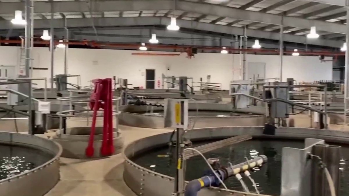 DEEP: Spring Trout Stocking Continues – NBC Connecticut