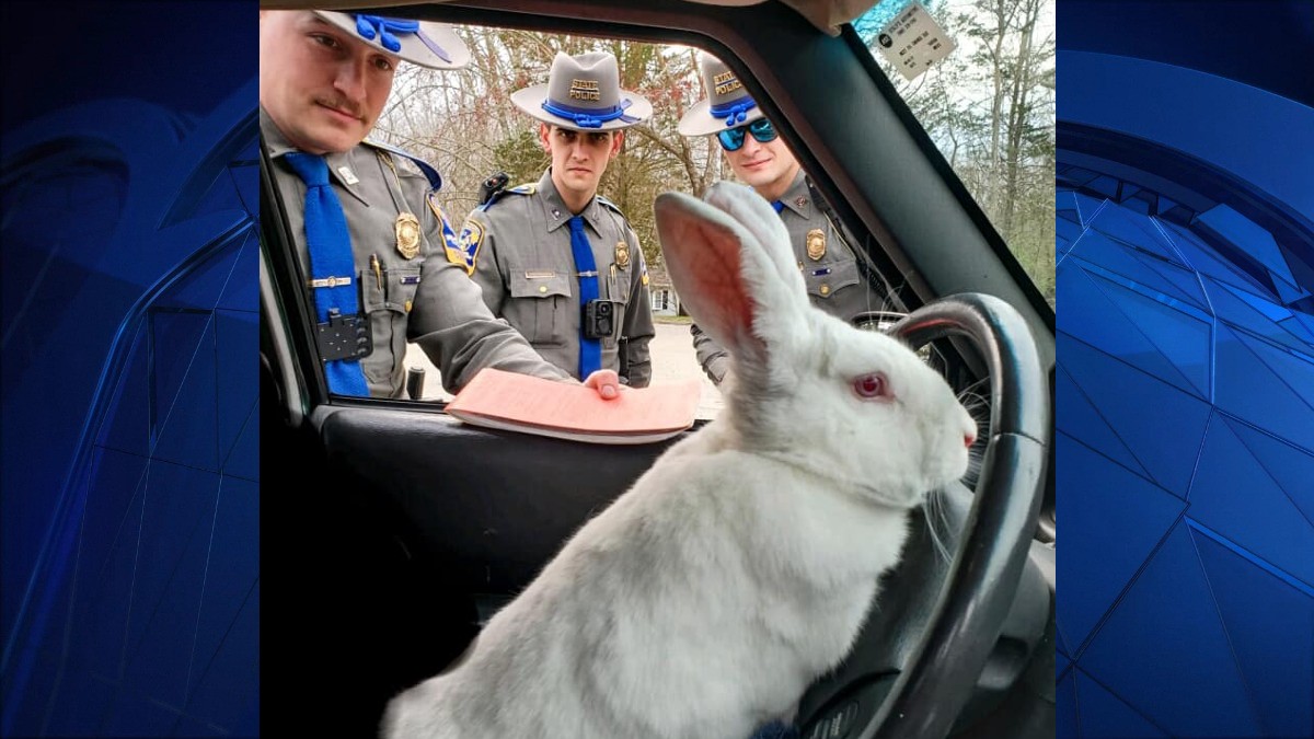 State Police Issue Playful Warning to Easter Bunny During Holiday ...