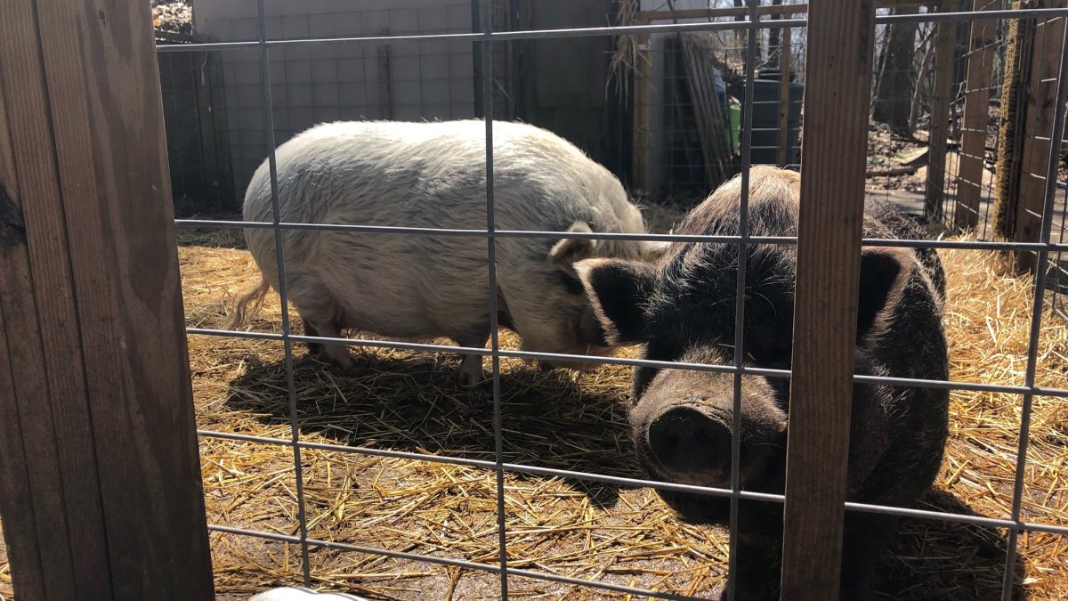 Bear Returns to CT Home’s Pig Pen – NBC Connecticut
