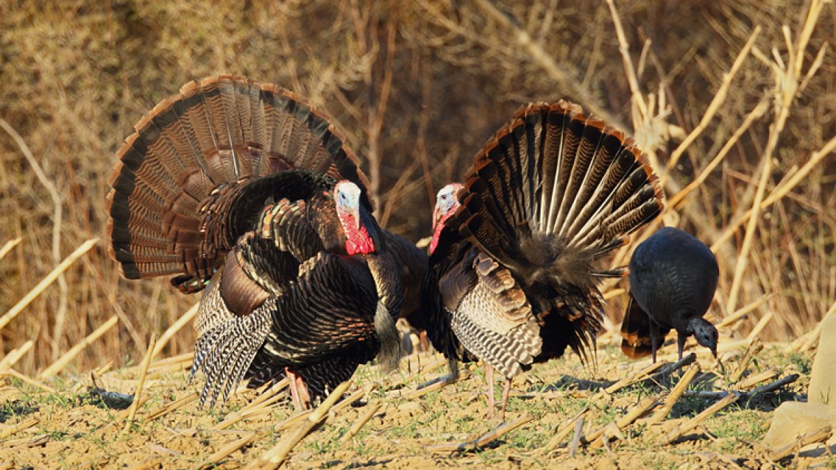 DEEP Reminds Hunters to Harvest Safely As Spring Turkey Season Begins ...
