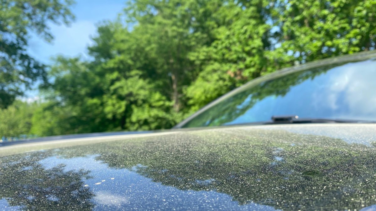 ‘It is Pretty Bad’: Pollen and Allergy Season Pick Up – NBC Connecticut