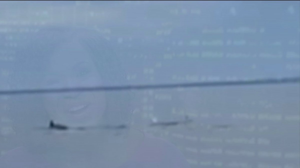 Watch: Dolphins Spotted on Long Island Sound – NBC Connecticut