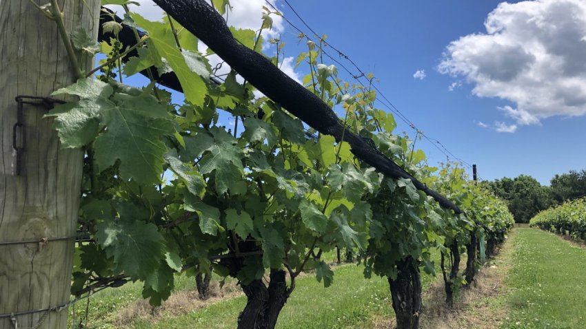 CT Winter Wine Trail starts this weekend – NBC Connecticut