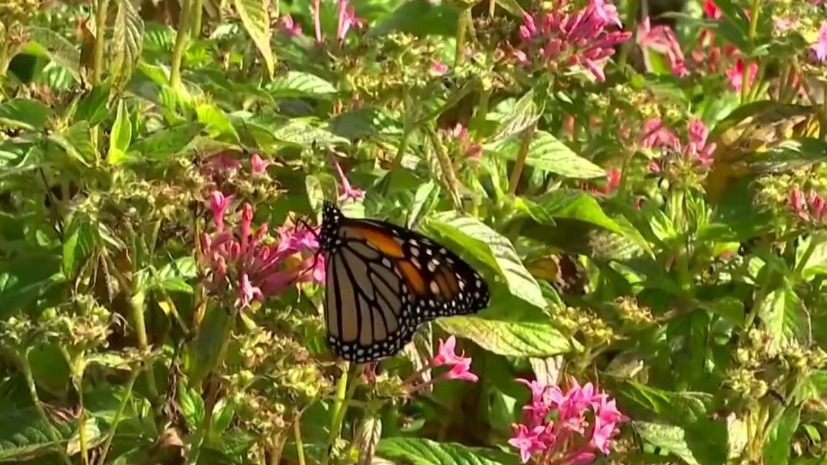 Why the Monarch Butterfly Is Endangered and How You Can Help – NBC ...