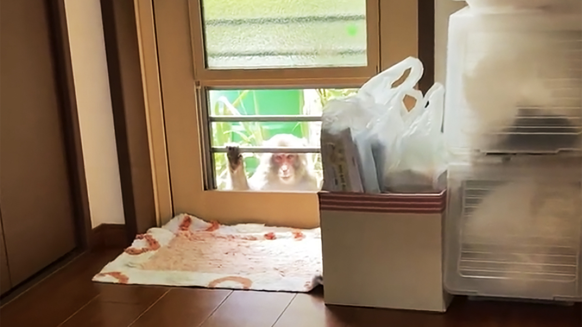 Spate of Monkey Attacks Targeting Kids and the Elderly Alarm Japanese ...