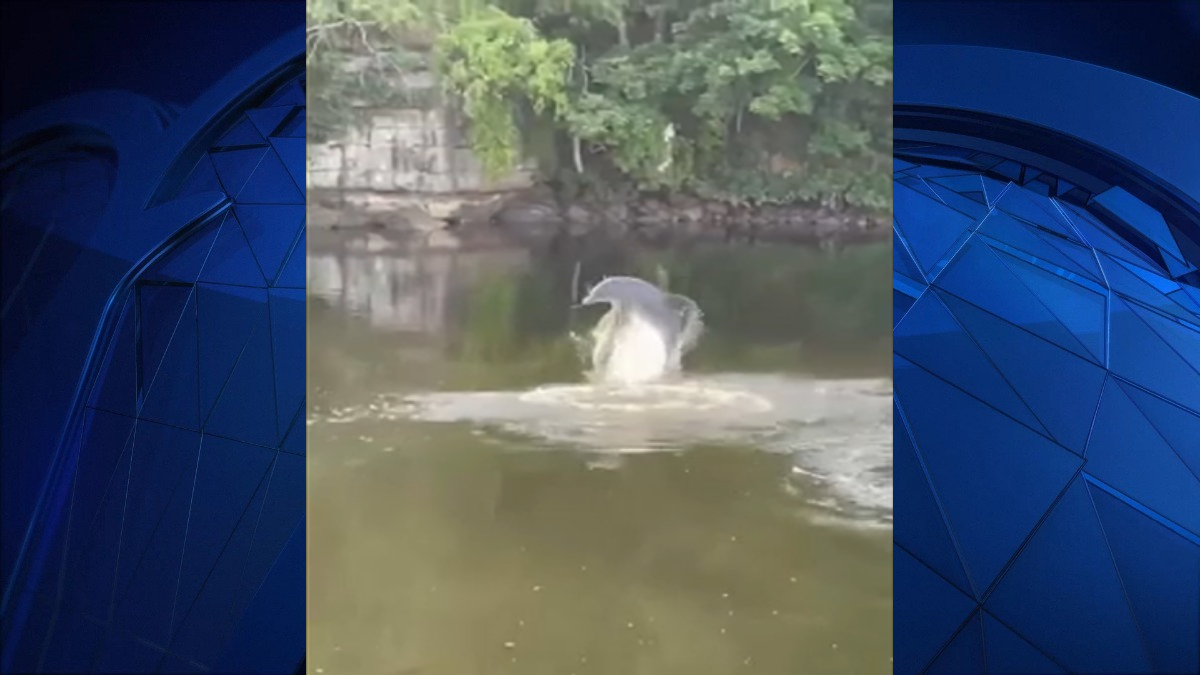 Mystic Aquarium Investigating After Dolphin Spotted in Norwich – NBC ...