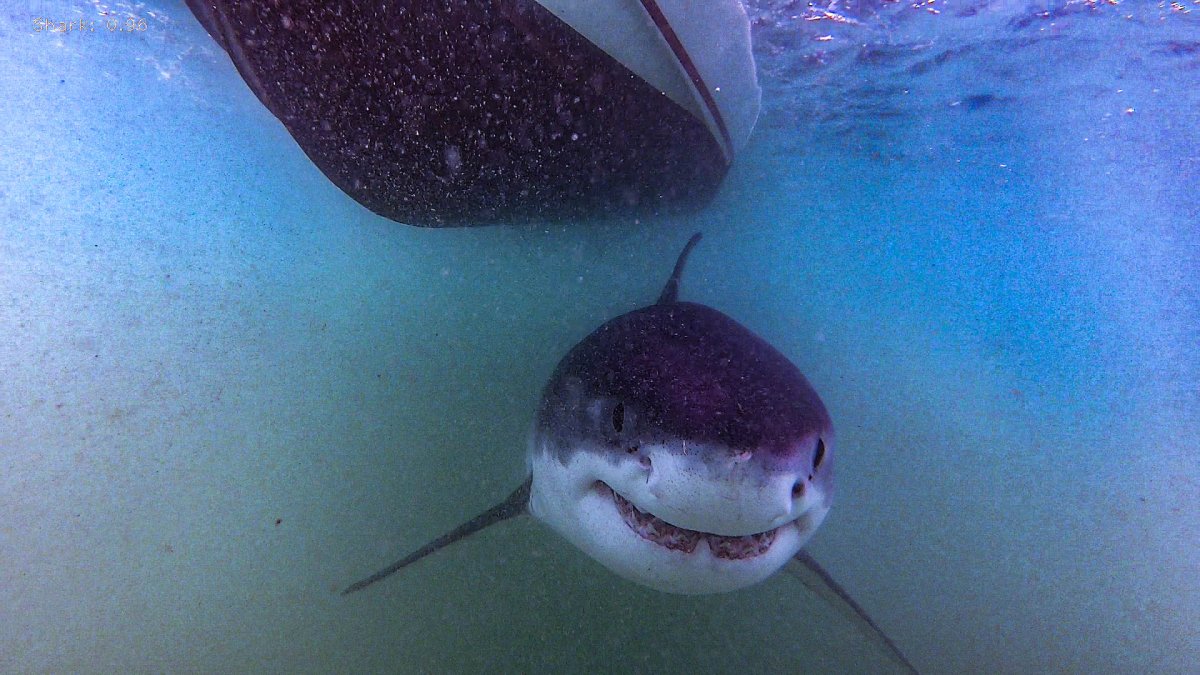 Sharks Cape Cod: Underwater Pictures Show Great Whites Off Mass. – NBC ...