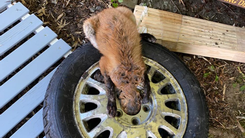 Fox Gets Head Stuck in Tire in Conn. – NBC Connecticut