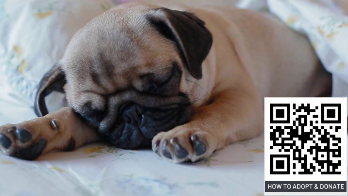 Here’s how much cute puppies can cost, and how to budget – NBC Connecticut