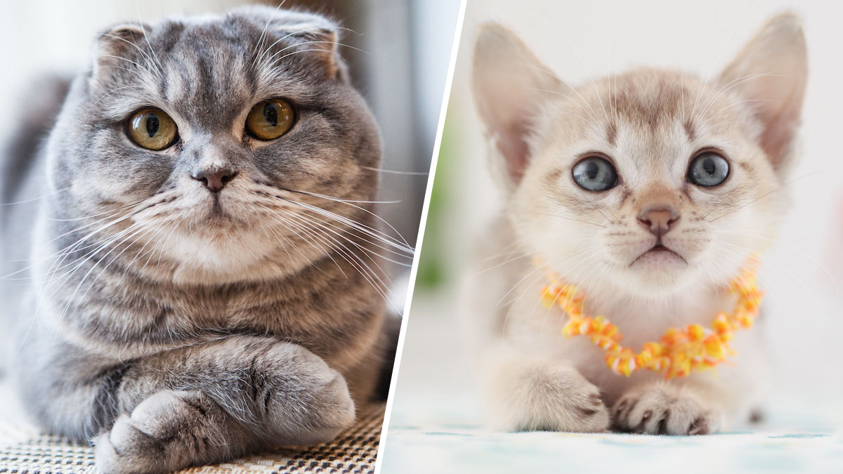 6 Tiny Cat Breeds That Are Hard to Resist – NBC Connecticut