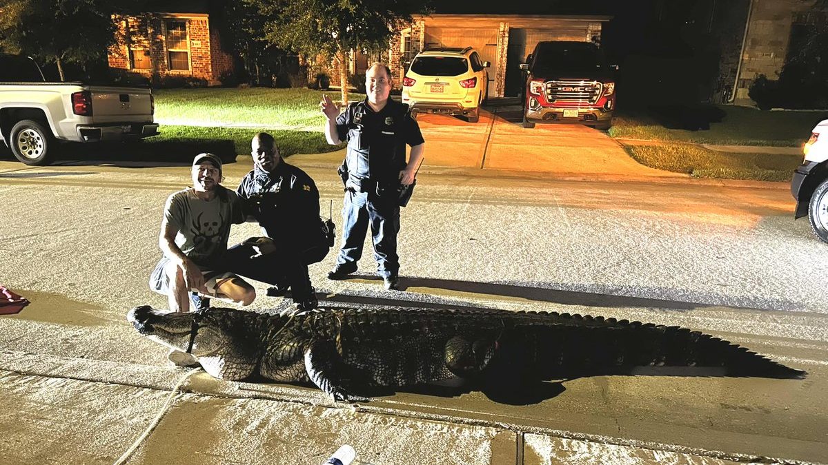 Massive Alligator Found Roaming Texas Neighborhood Streets – NBC ...