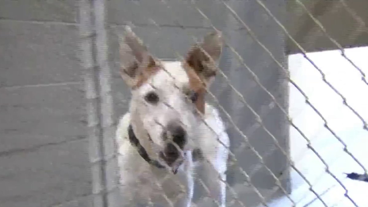 Middlebury Animal Rescue Looking to Find Homes For All Dogs Within the ...