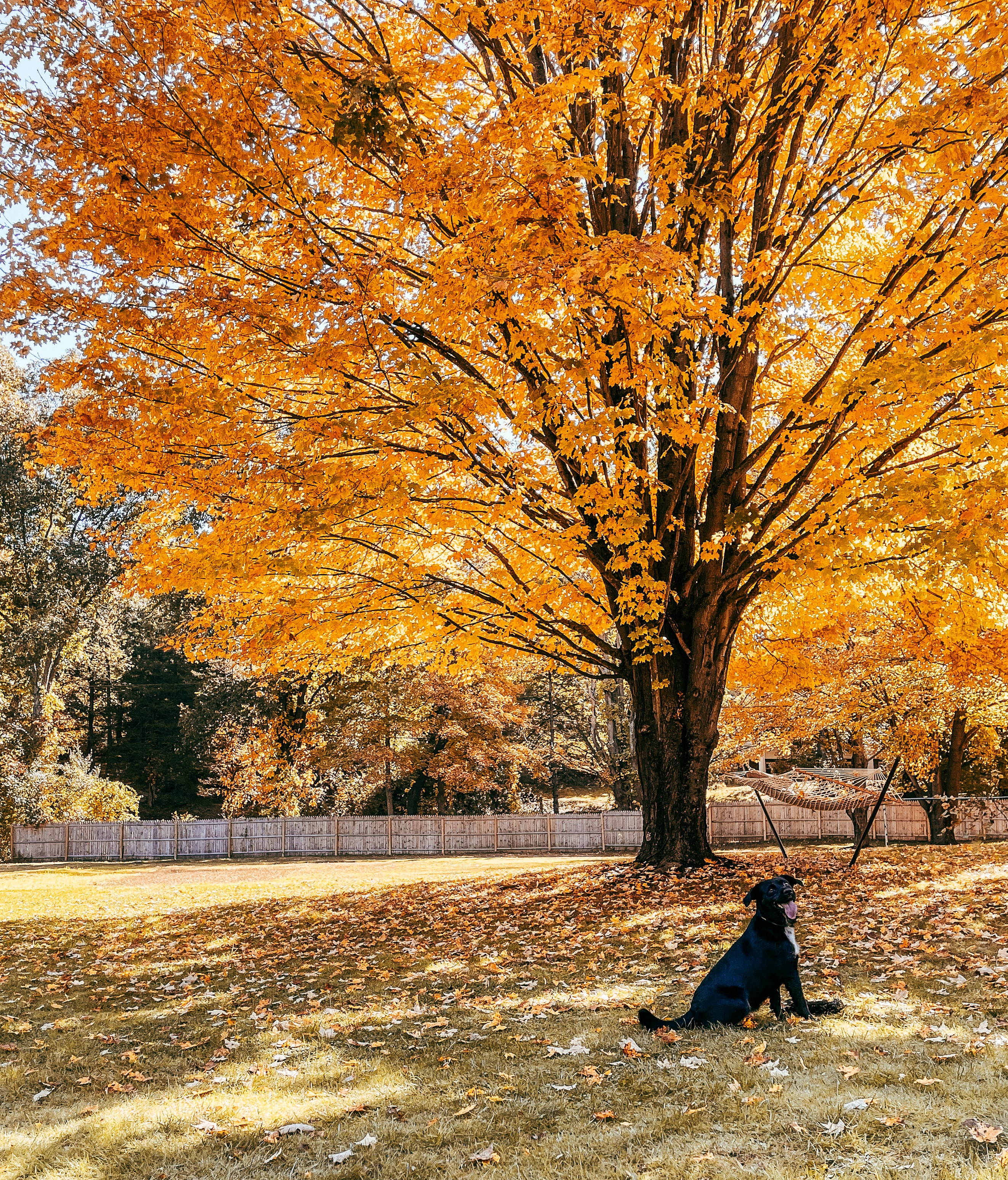 Photos Show Connecticut’s Gorgeous Fall Foliage – NBC Connecticut