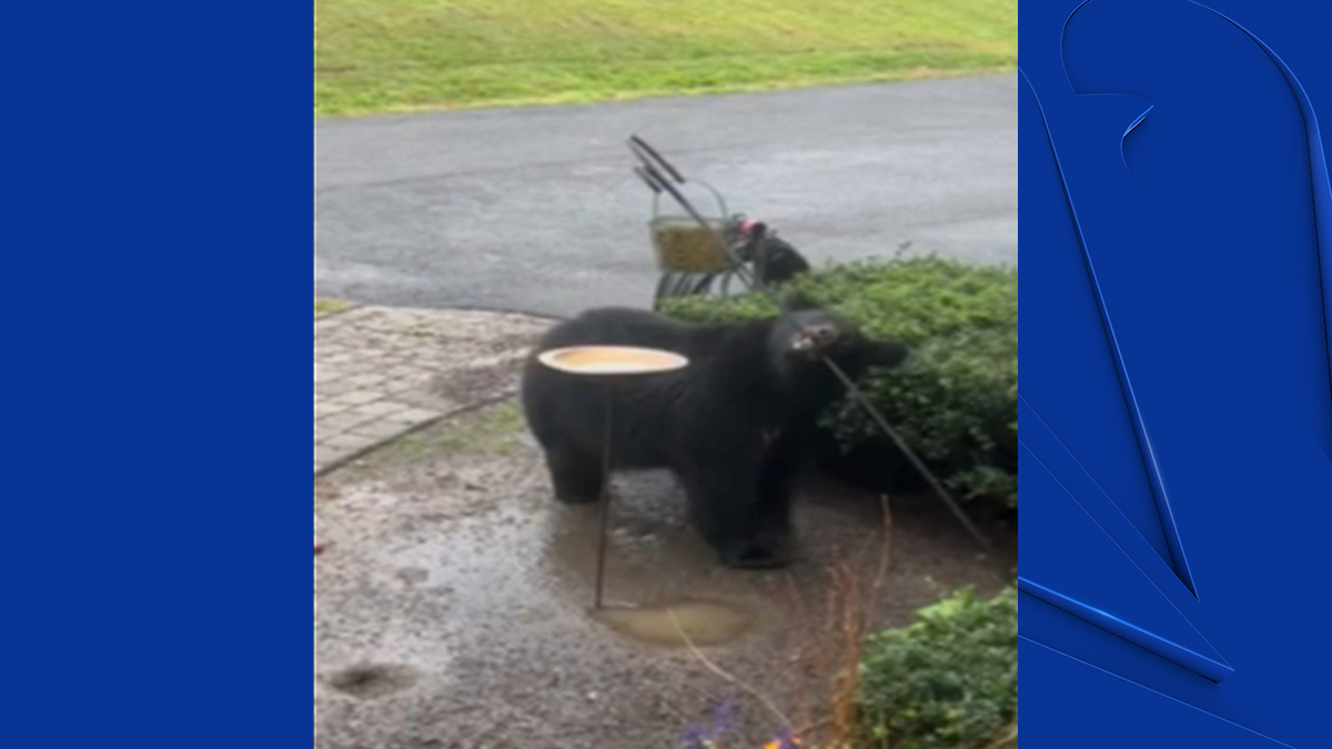 Bear Wins Battle to Get Birdfeeder in CT – NBC Connecticut