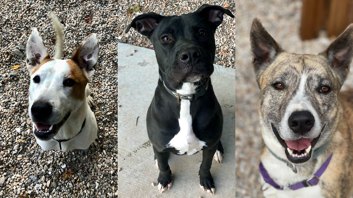 These Dogs at Middlebury Rescue That Is Closing Need Homes – NBC ...