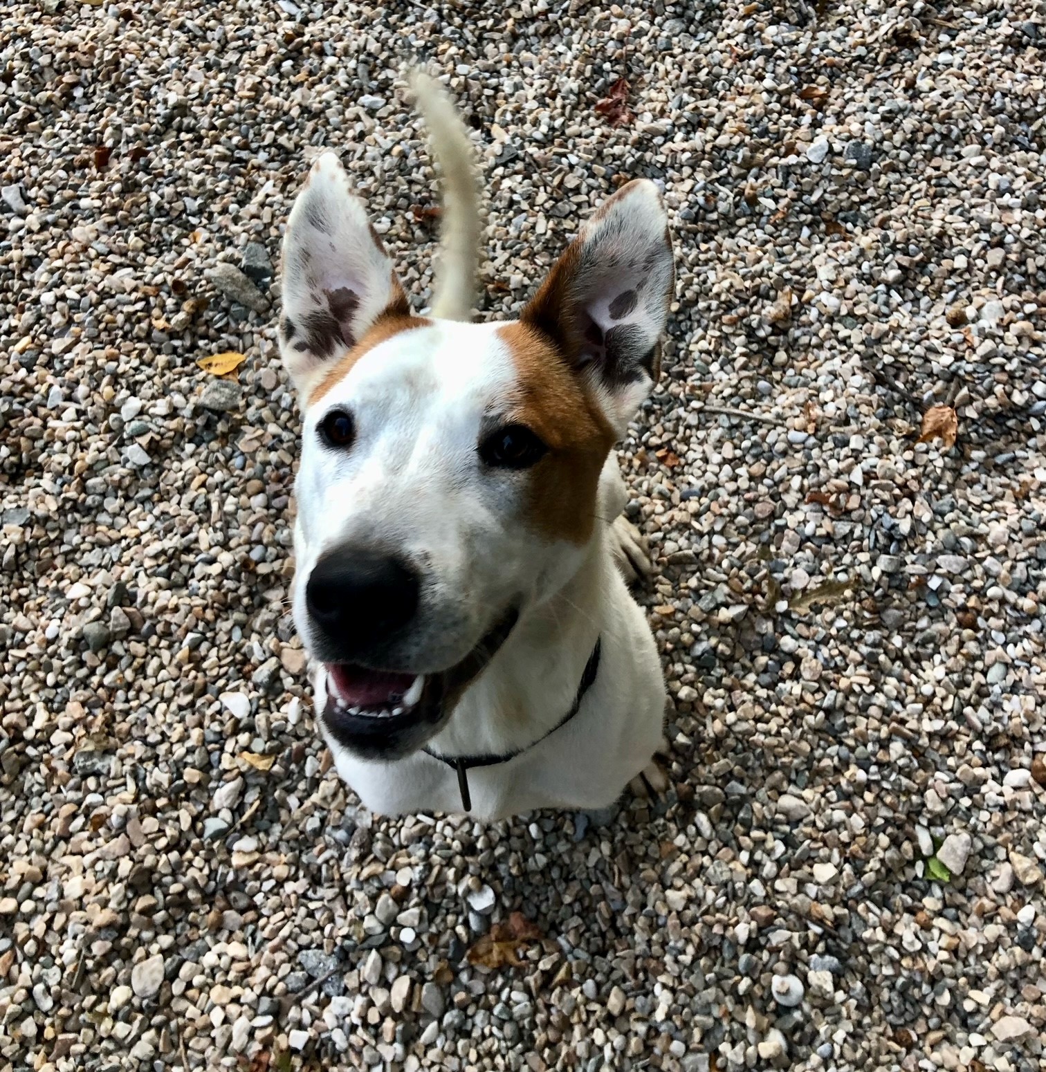 These Dogs at Middlebury Rescue That Is Closing Need Homes – NBC ...