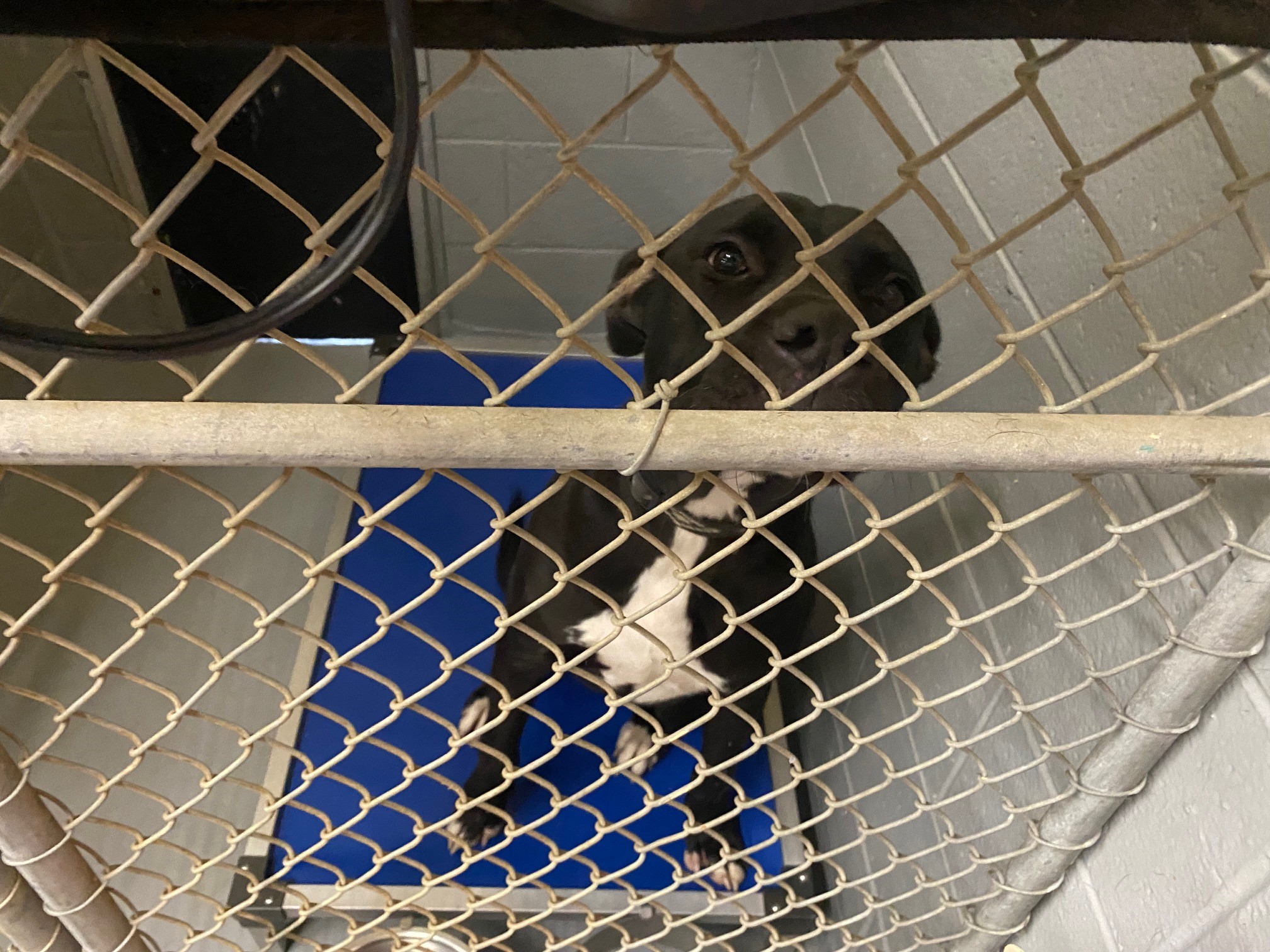 Photos: These Dogs at Middlebury Rescue Desperately Need Homes – NBC ...