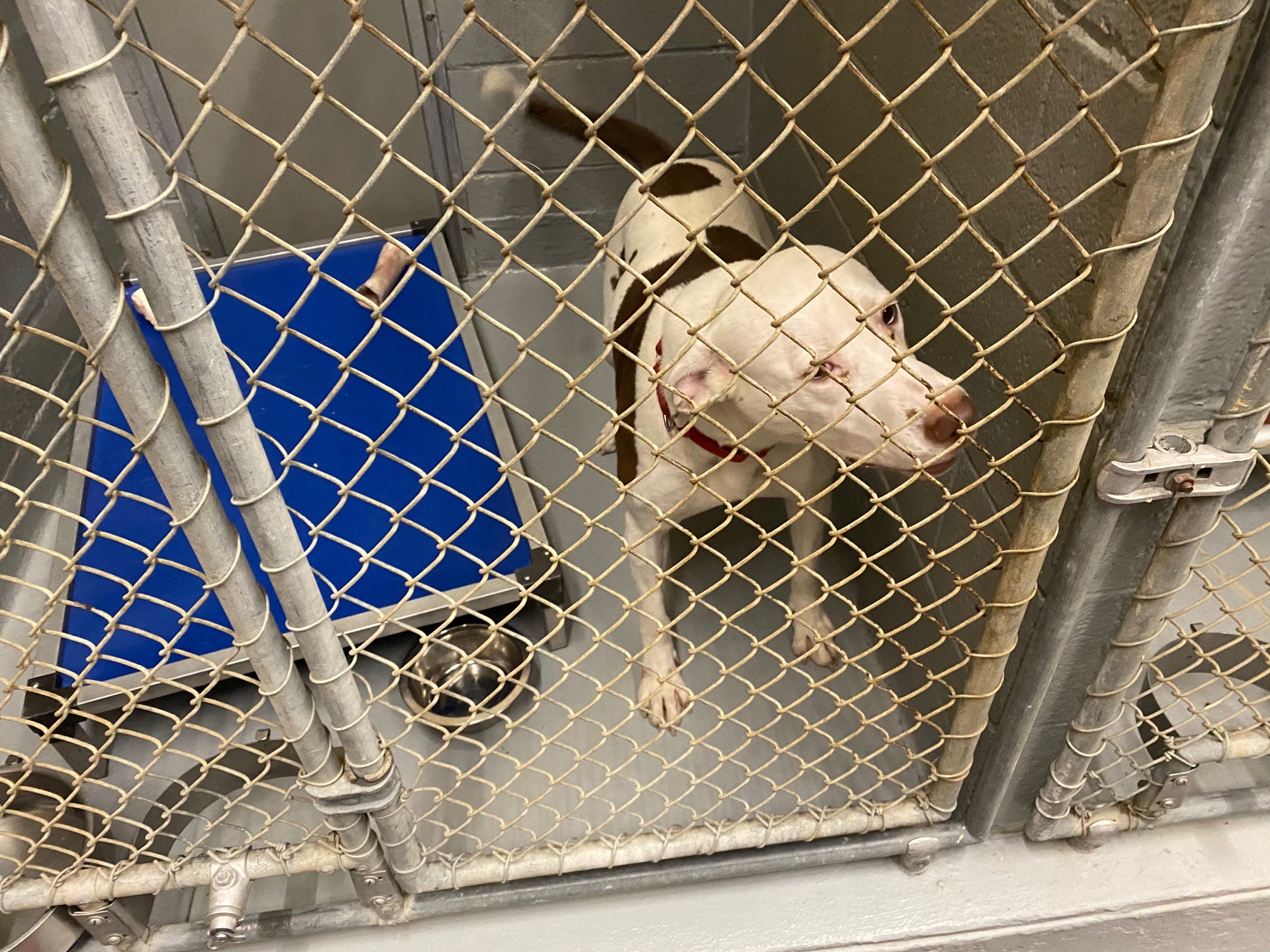 Photos: These Dogs at Middlebury Rescue Desperately Need Homes – NBC ...