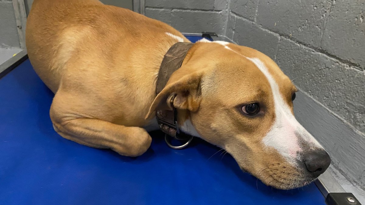 Photos: These Dogs at Middlebury Rescue Desperately Need Homes – NBC ...