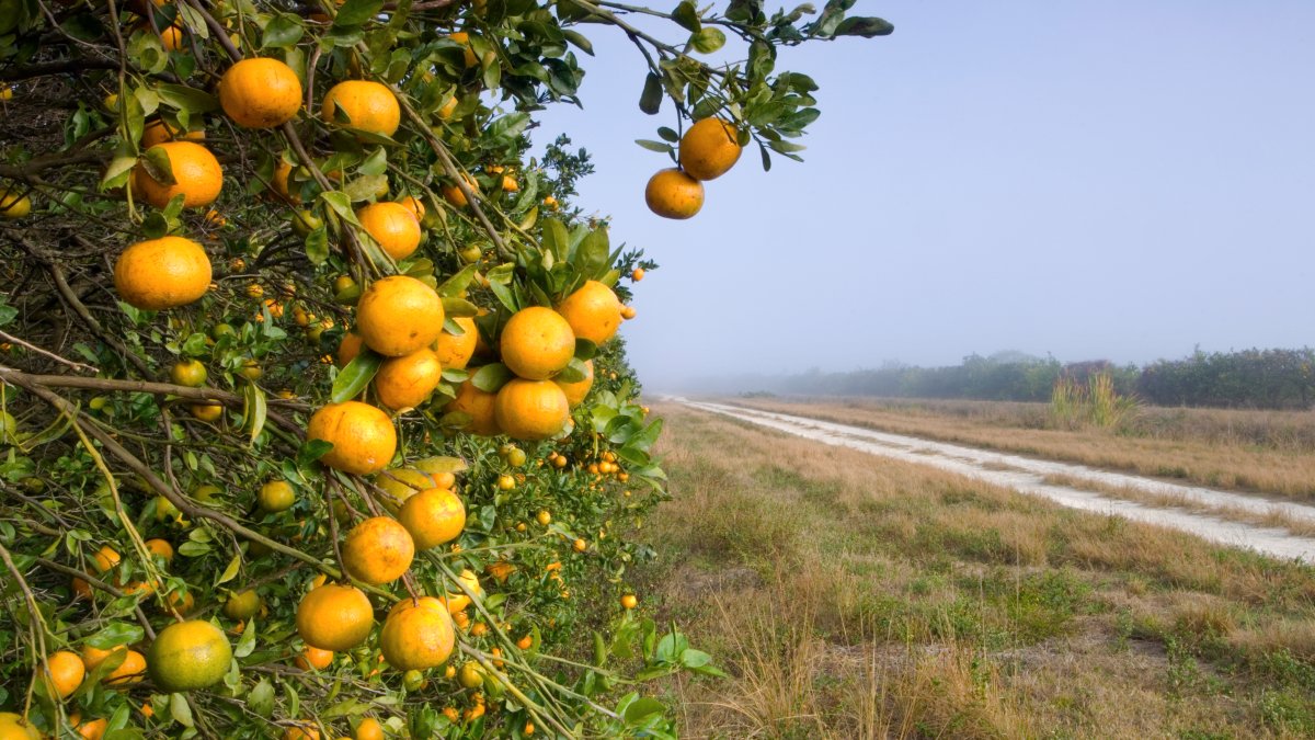 Florida Citrus and Agriculture Struggle After Hurricane Ian – NBC 6 ...
