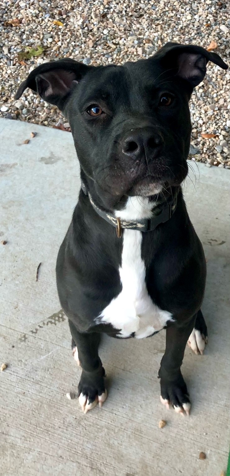 These Dogs at Middlebury Rescue That Is Closing Need Homes – NBC ...